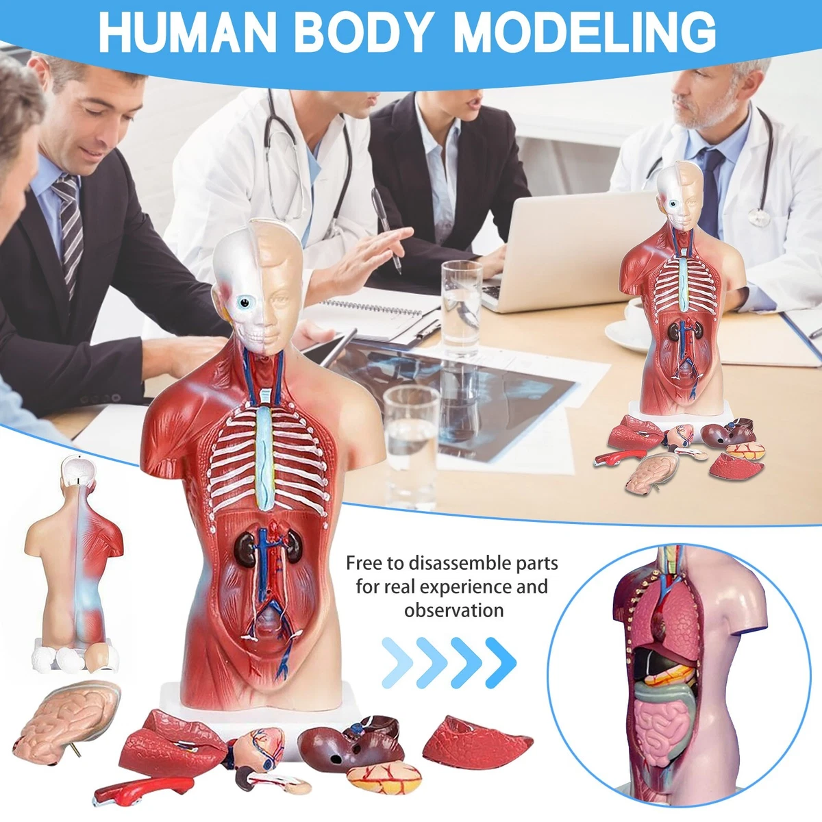 Torso Anatomy Diagram Organs