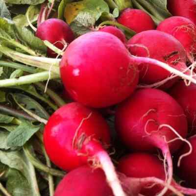 100+ Crimson Giant Radish Seeds - Large Red Globe Radishes Free ...