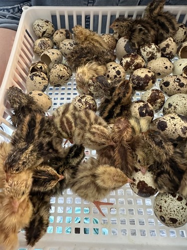 95+ Sunset Mix Coturnix Quail Fertile Hatching Eggs, NPIP Certified ...
