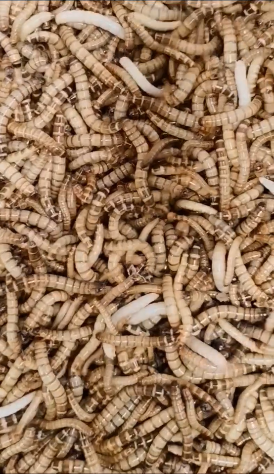 Live Superworms 1.5-2.5" Live arrival guarantee if held at P.O for pickup. | eBay