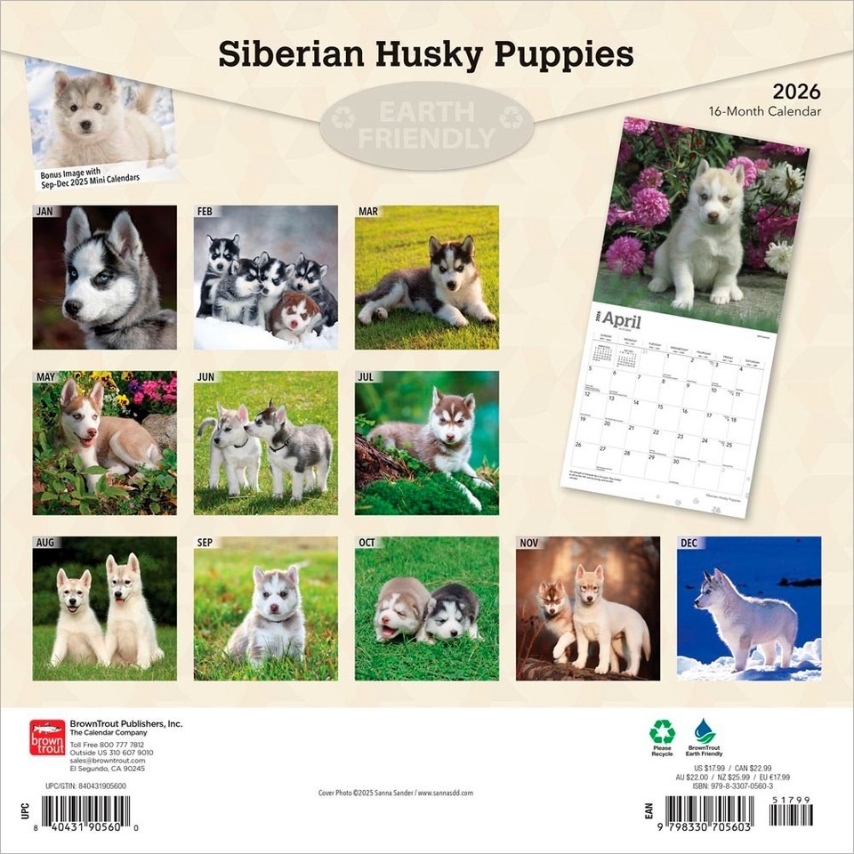 Siberian Husky Puppies | 2026 12x24" (Hanging) Wall Calendar | Plastic ...