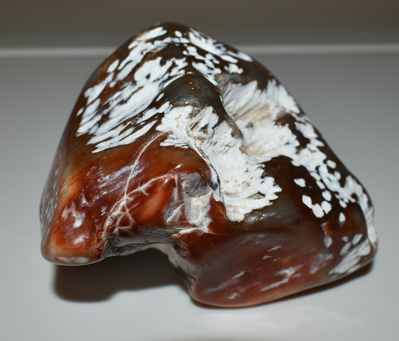 Red Agatized Coral Fossil Stem Sea Tumbled Hot Red Tide Fire Bloom 1.1 ...