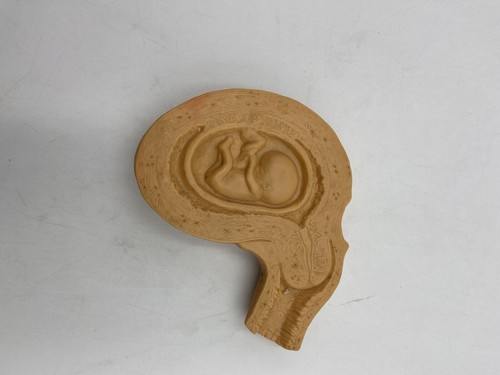 Carolina Biological Uterus Fetus Fetal Development Anatomical Model | eBay