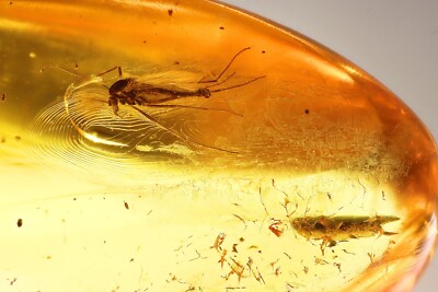 Nice True midge Chironomidae. Fossil insect in Baltic amber #12082 | eBay