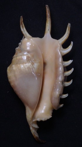 edspal shells - Lambis lambis x Lambis millepeda 111.5mm F+++ amazing ...