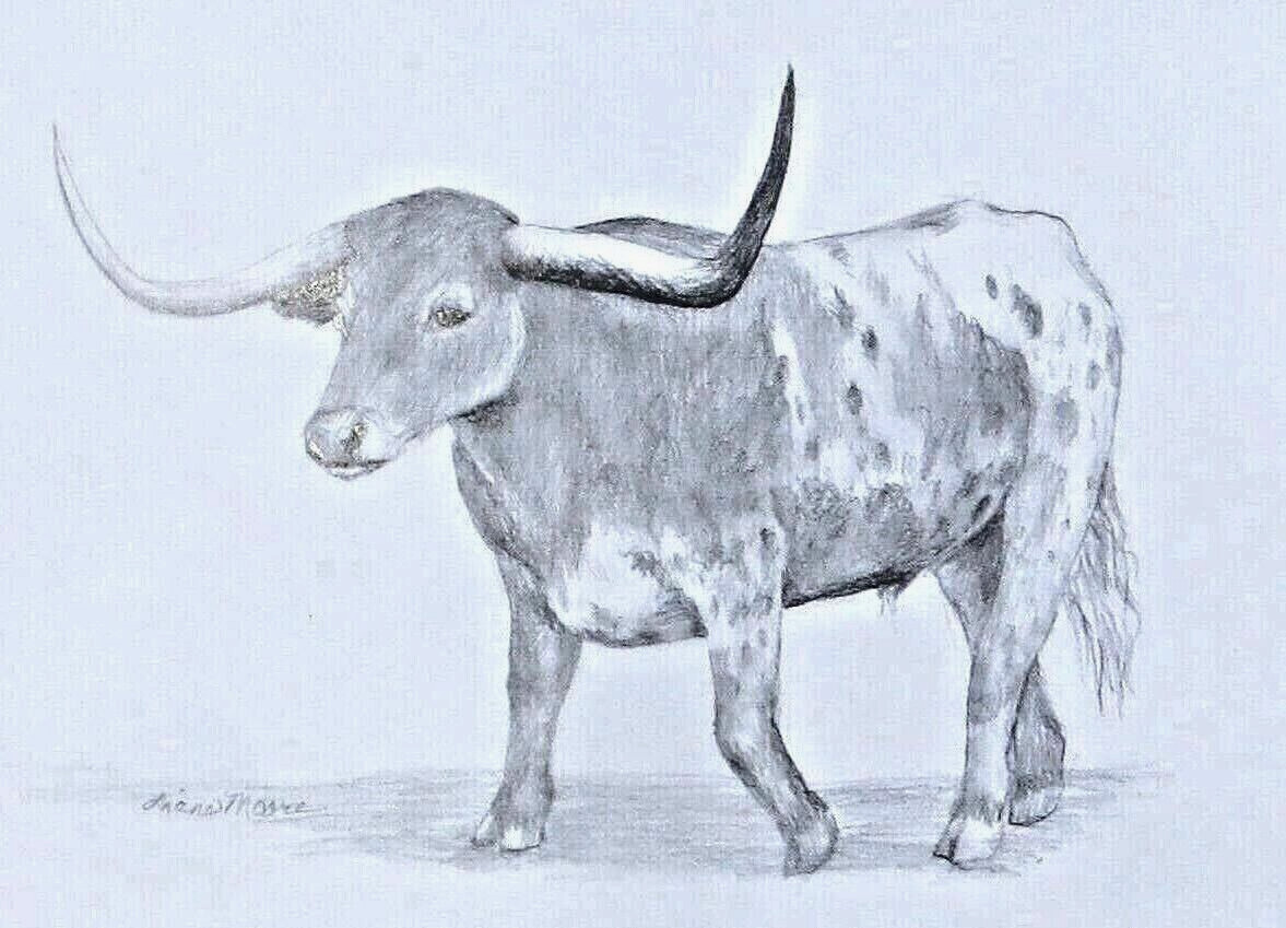 Longhorn Cattle Drawing