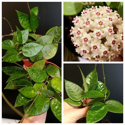 Hoya Verticillata Parasitica Black Margin 1X Rooted Plant. Wax Plant ...