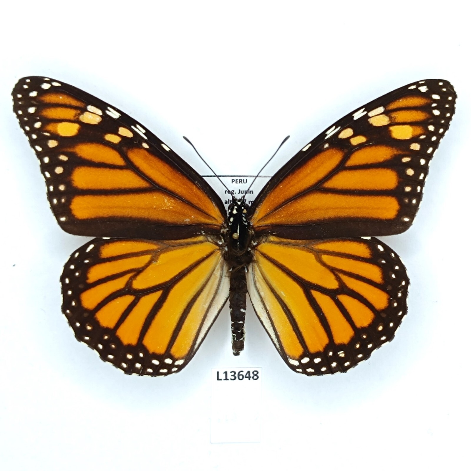 Nymphalidae, Danaus plexippus nigrippus, female, A1, Peru | eBay