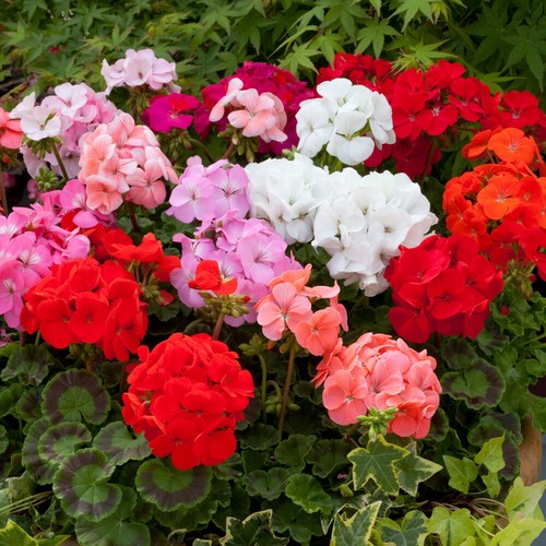 Geranium 'Horizon Mix' Plug Plant x 6. Vivid Summer blooms. Pelargonium ...