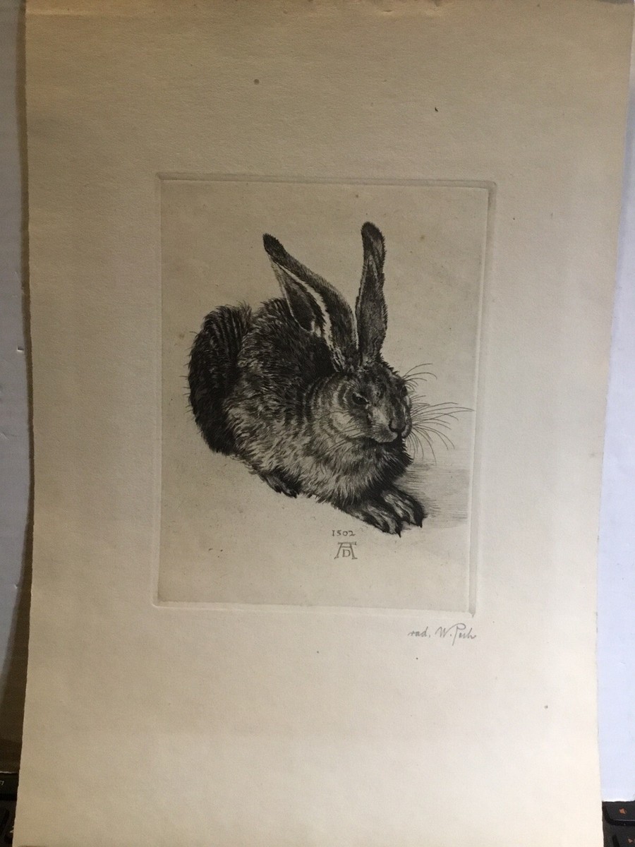 Young Hare Albrecht Durer