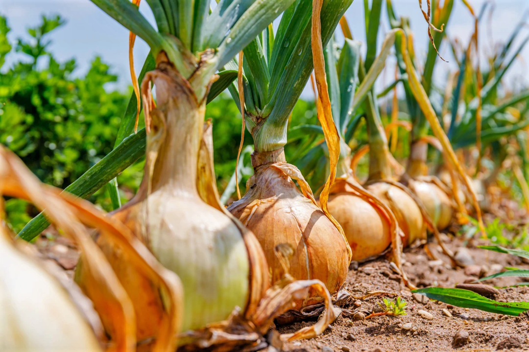 Super Sweet Candy Onion Sets (Bulbs) | Vidalia Yellow Granex 2025 Fast ...