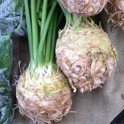 CELERIAC White Alabaster 200+ Seeds HEIRLOOM vegetable garden EASY warm ...