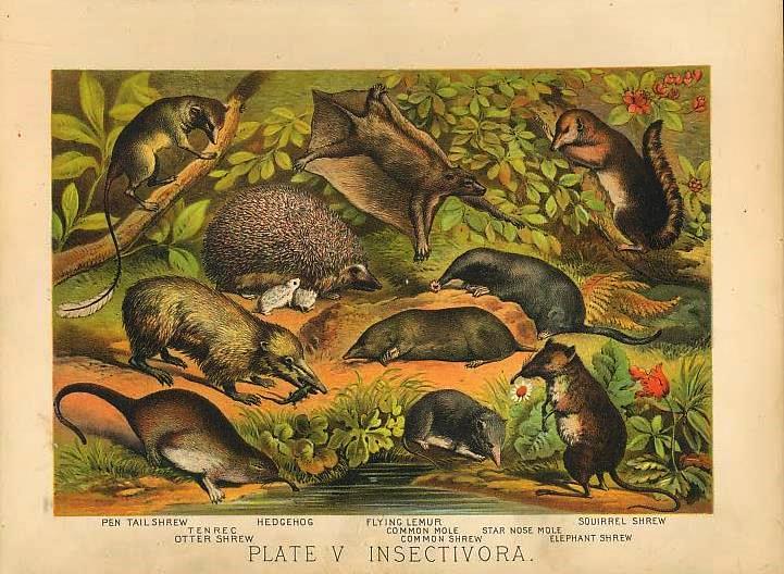 Original Antique 1880 Chromolithograph SHREWS, HEDGEHOG, FLYING LEMUR ...