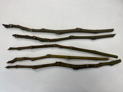 Peach Fruit tree scion wood grafting material Loring, Red Haven ...