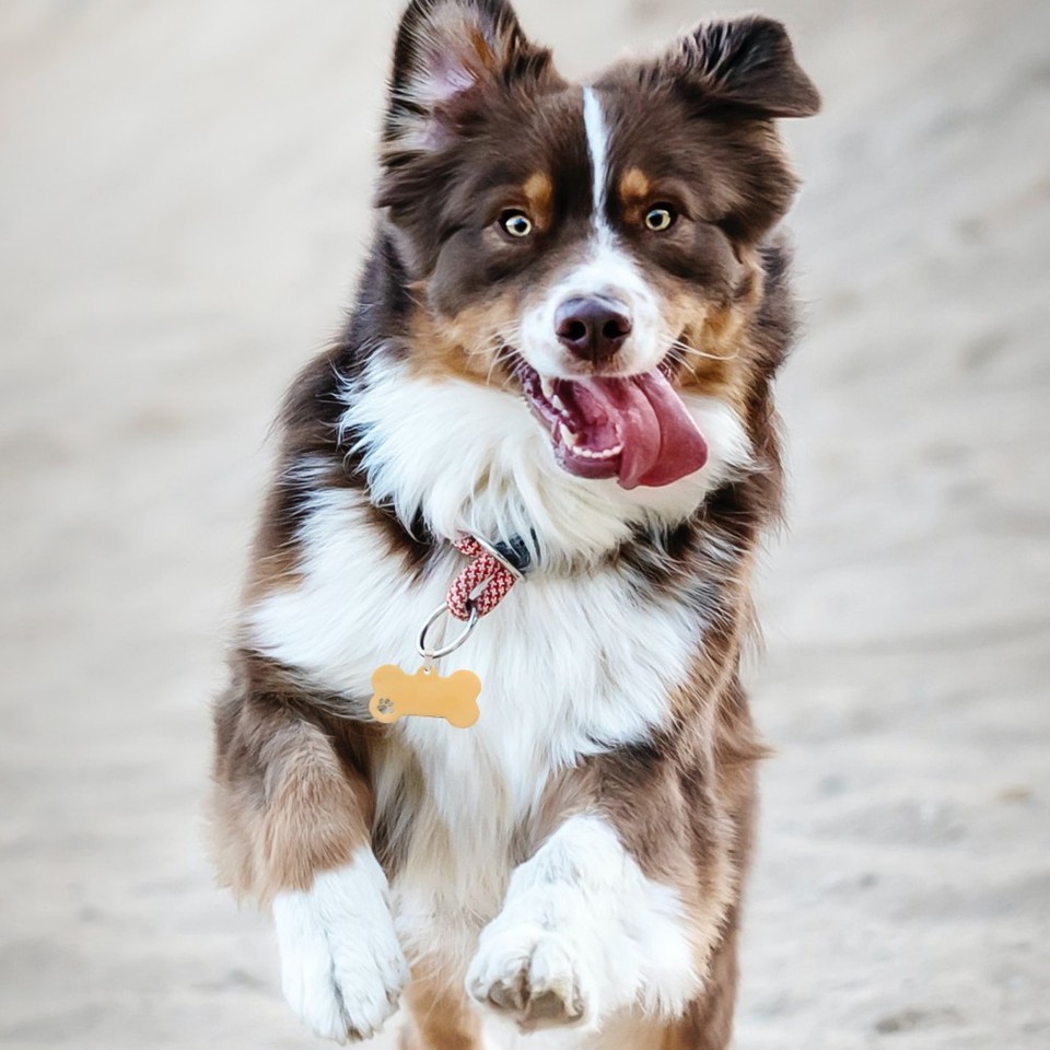 5pcs Blank Pet Tags Cute Bone Shape With Hollow Paw Dog Tags Dog Id ...