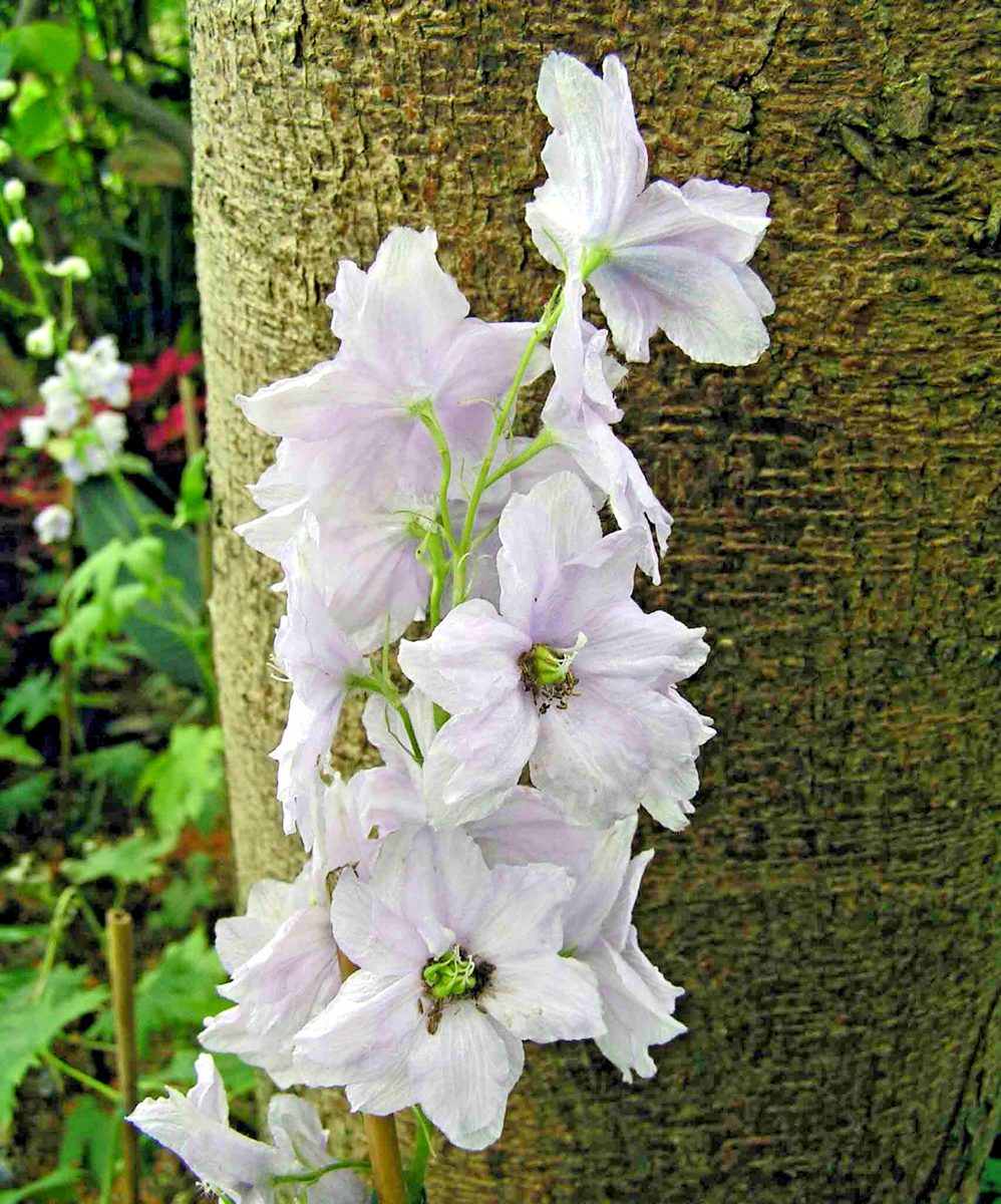 Delphinium Elatum Seeds