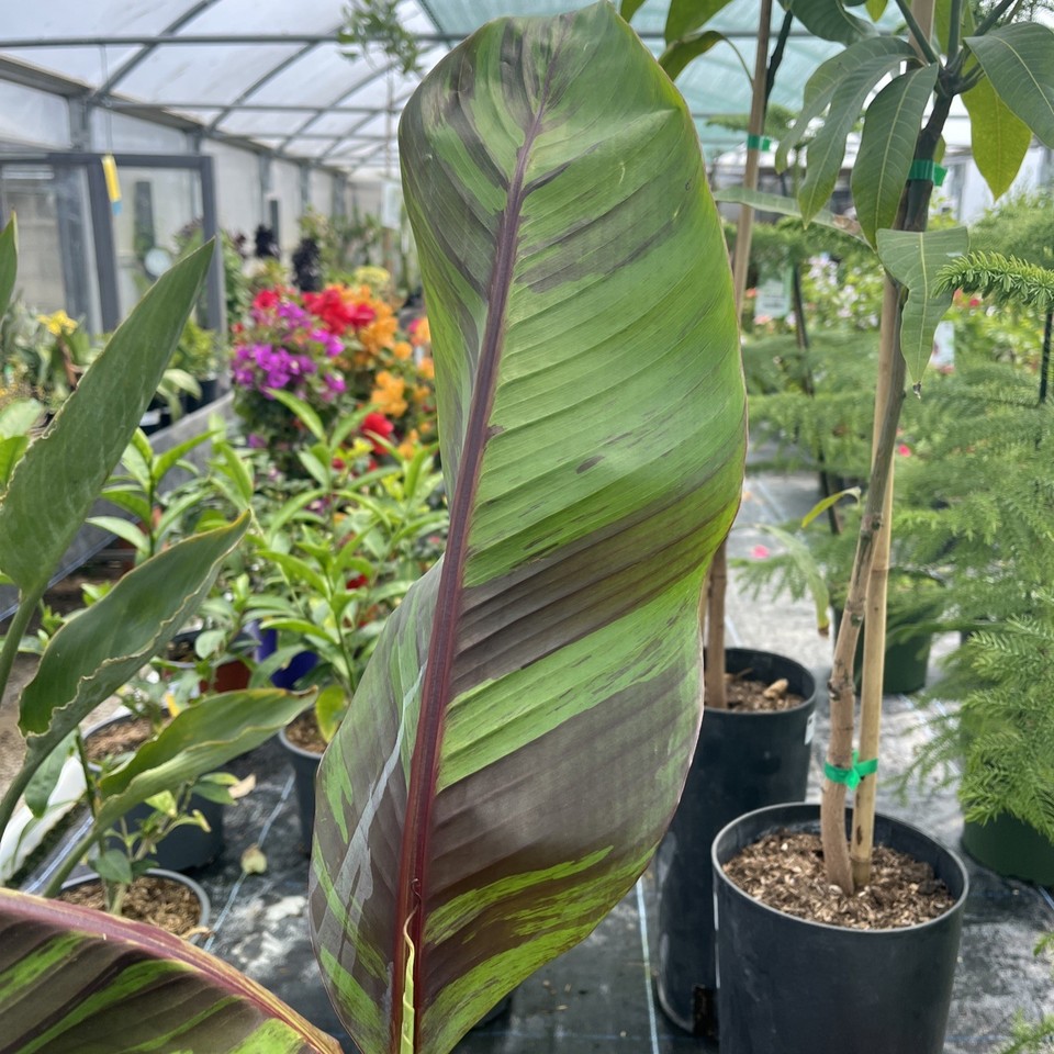 Musa sikkimensis 'Ever Red' - Hardy Banana - Stunning leaves 15cm pot ...