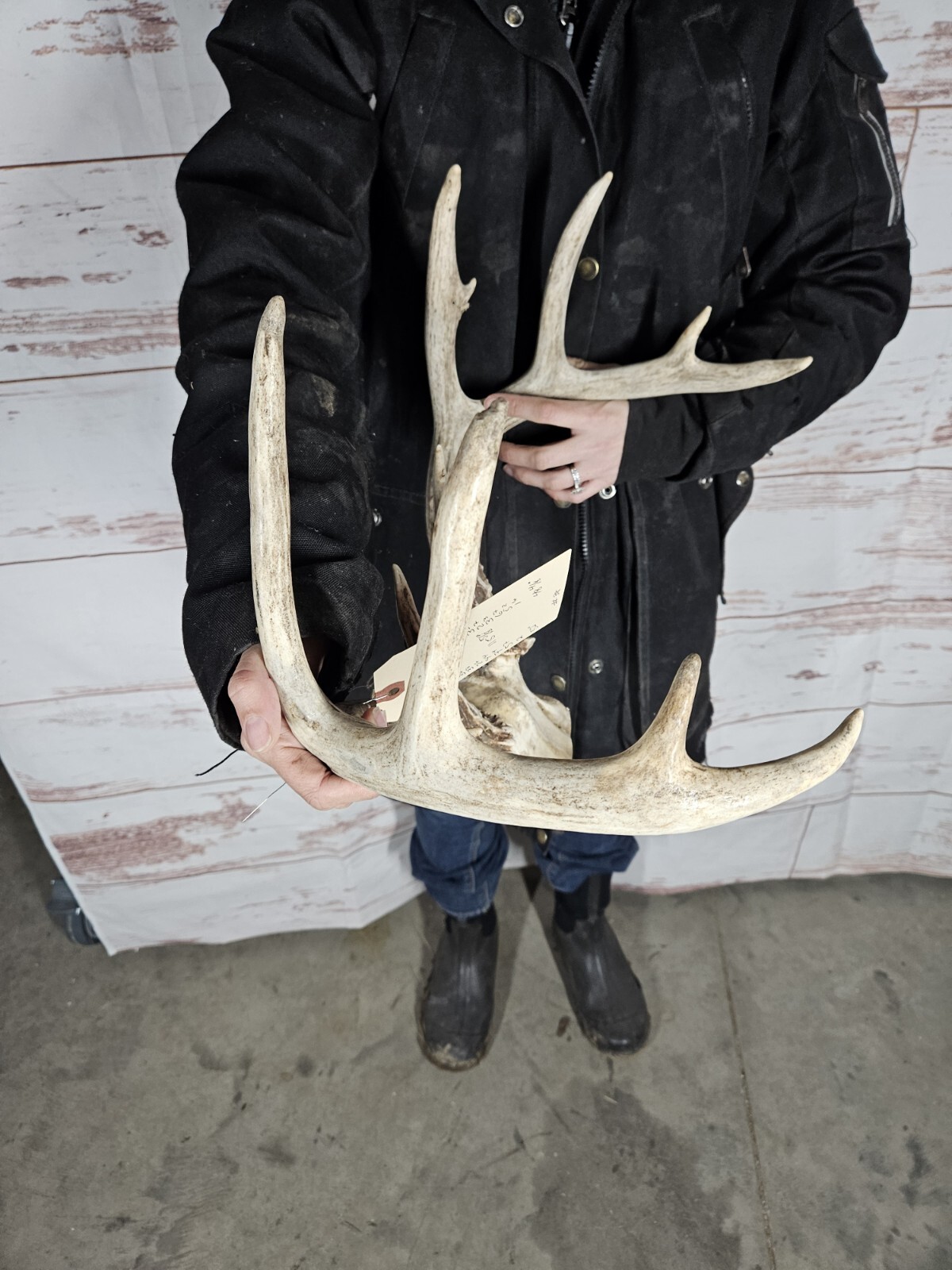 Wild 11 Point Whitetail Deer Antler Rack Horn Skull Plate 115 ...