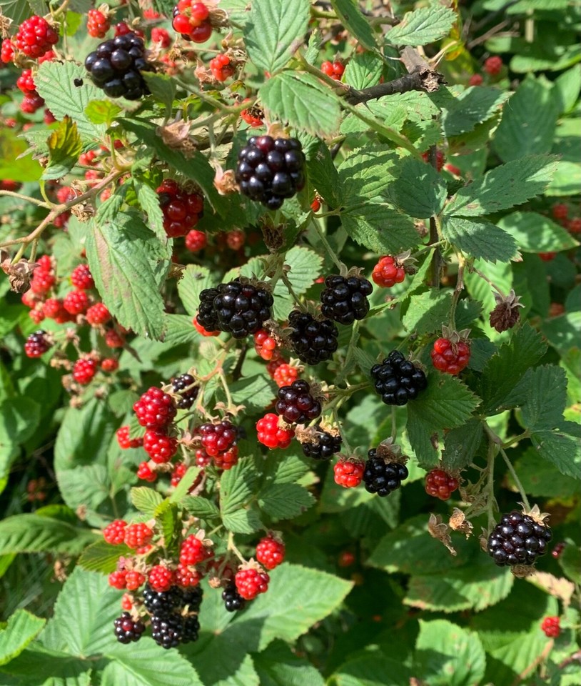 5-Southern Wild Blackberry Bush Live,Starter Plants Bare Root Edible ...