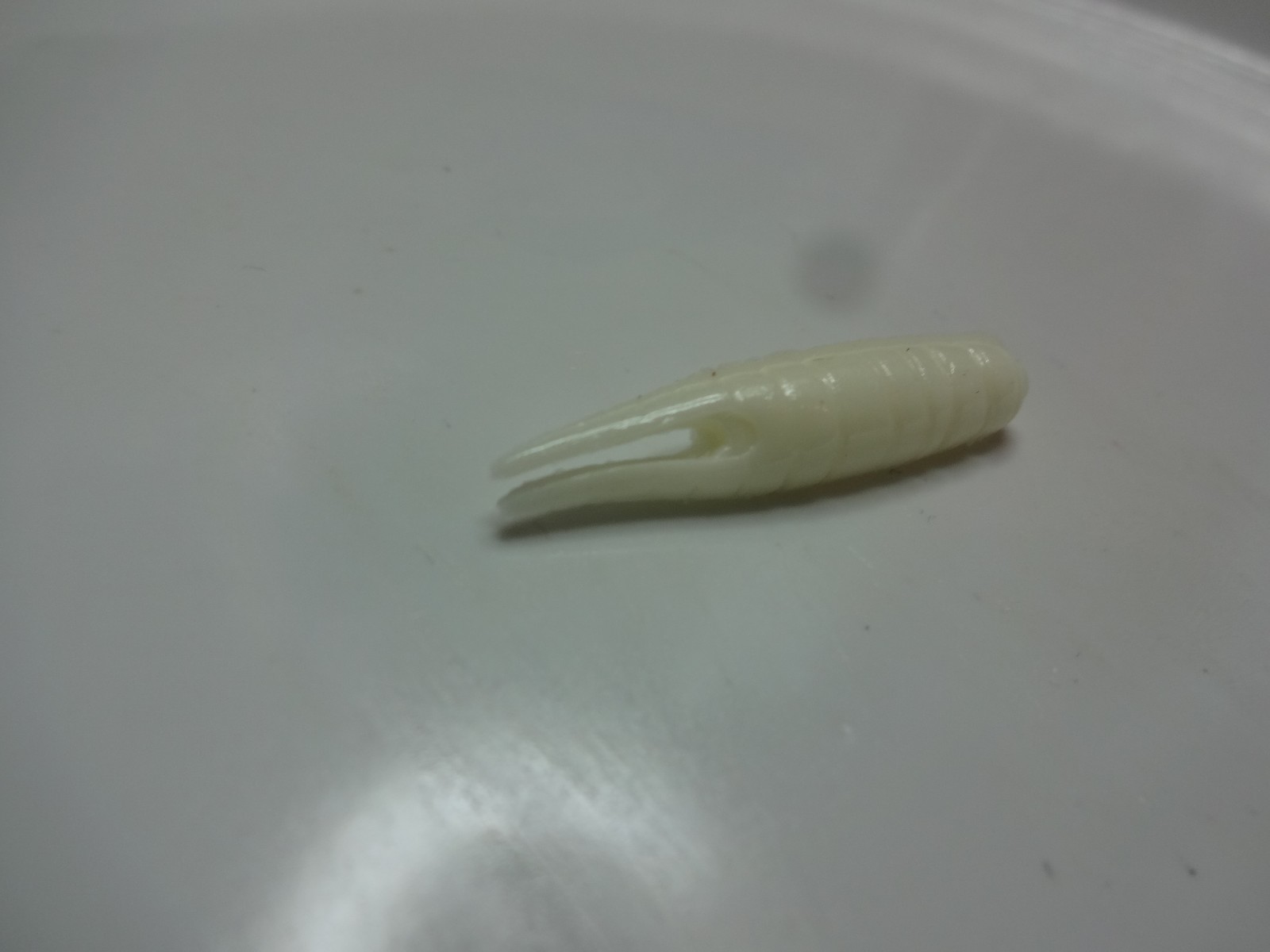 Soft plastic 1 1/4" white split tail grub fish bait USA made 40 piece ...