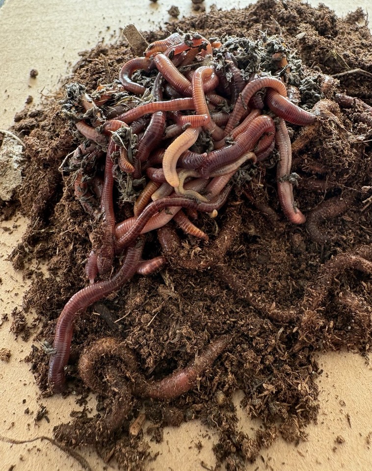 100 + Live Red Wiggler Worms Healthy & Fresh Composting Worms 🪱 Ready ...