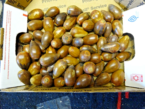 3. 75 lbs Bulk CA Blue Oak Acorns (Quercus-douglasii) | eBay