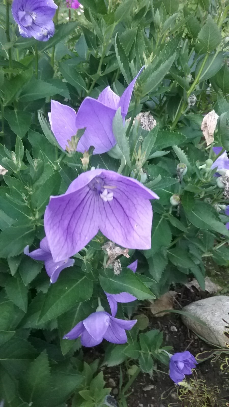 Platycodon grandiflorus, Balloon flower mix 35+ perennial seed | eBay
