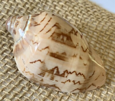 Cymbiola nobilis “Noble Volute” Seashell 77mm South East Asia | eBay