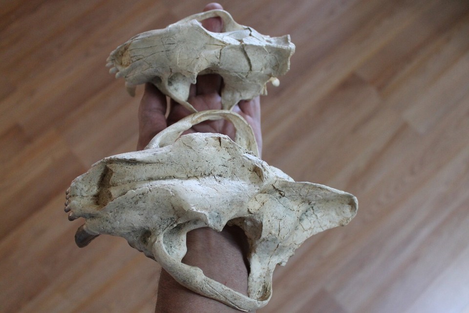 Replica Fossil Pogonodon Skull Oligocene Saber Tooth cat Nice | eBay