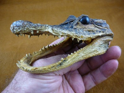 G-Def-312) 4-1/8" Deformed Gator ALLIGATOR HEAD jaw teeth TAXIDERMY ...