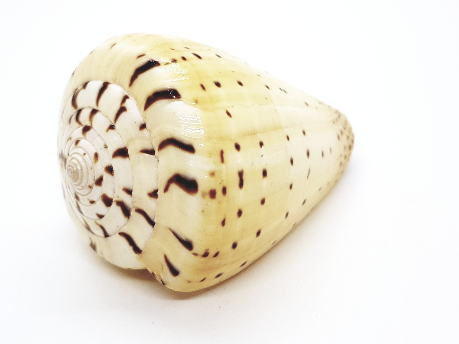 Conus betulinus Shell leopardus Shellfish Huge Seashell Sea ...