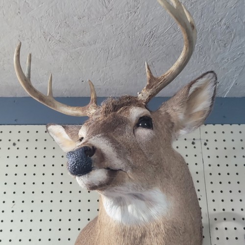 8 Point Buck Whitetail Deer Shoulder Mount | eBay