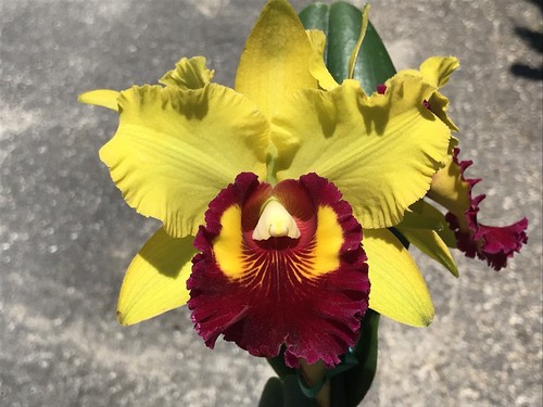Blc. Sunnystate Spring Dawn `Volcano Queen' Cattleya Orchid Plant | eBay