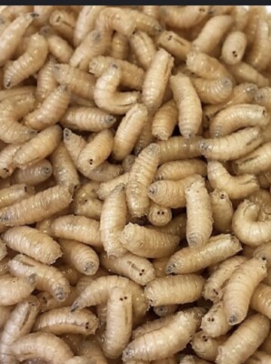 LIVE 1000 White Spikes Maggots Blue Bottle Fly Larvae Fishing Bait ...