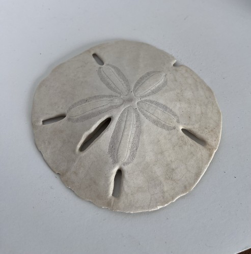 Large Sand Dollar Sea Shell Sand Dollar Natural Real Sea Pancake | eBay