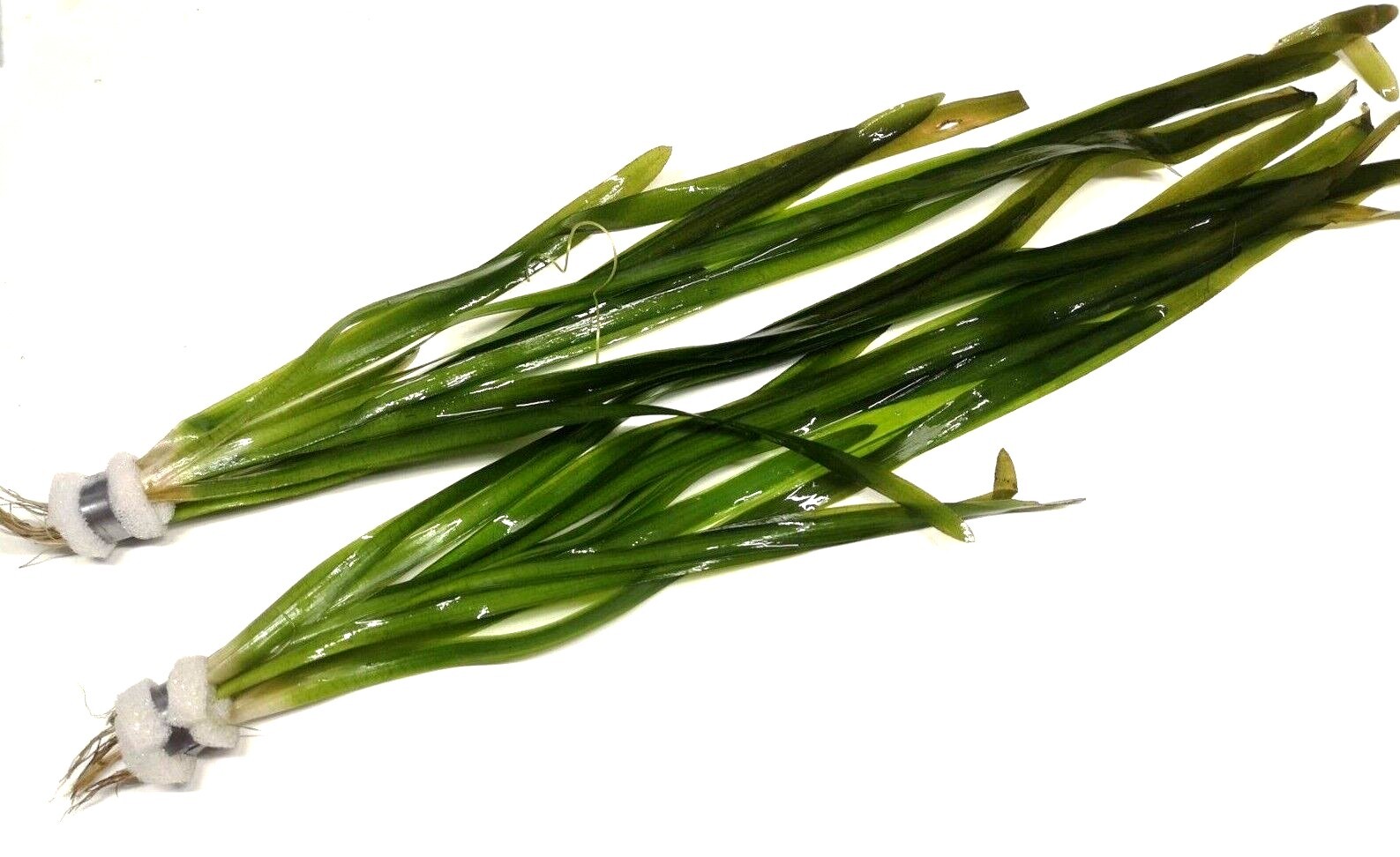 Vallisneria Gigantea Rubra "Giant Val" Vallis Bunch Live Aquarium ...