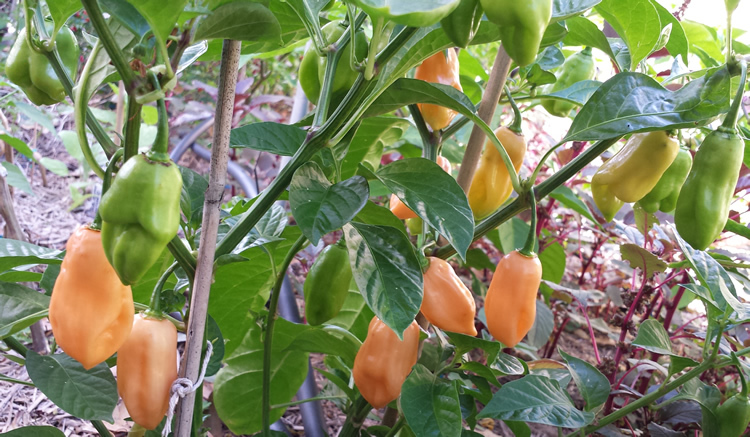 RARE Pimenta Luna Habanero Chilli - A Super High Yielding Extreme Hot Habanero | eBay