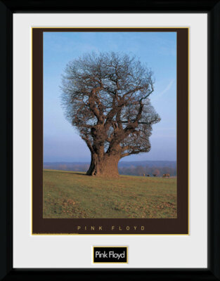 Pink Floyd - Tree - 30x40cm Encadré | eBay