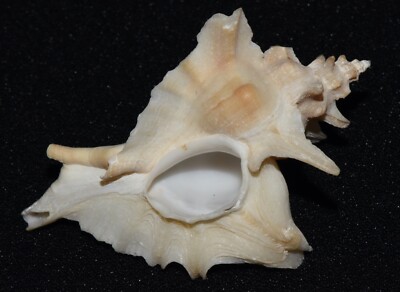 Pteropurpura centrifuga 68, 2 mm, seashell, Murex | eBay
