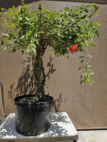 Old Blood Trumpet Vine Bonsai Tree,,,, sale | eBay