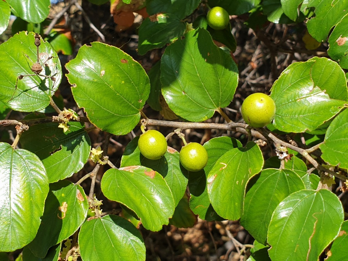 Ziziphus Mauritiana Seed Growing Jujubes From Seed (and General Jujube
