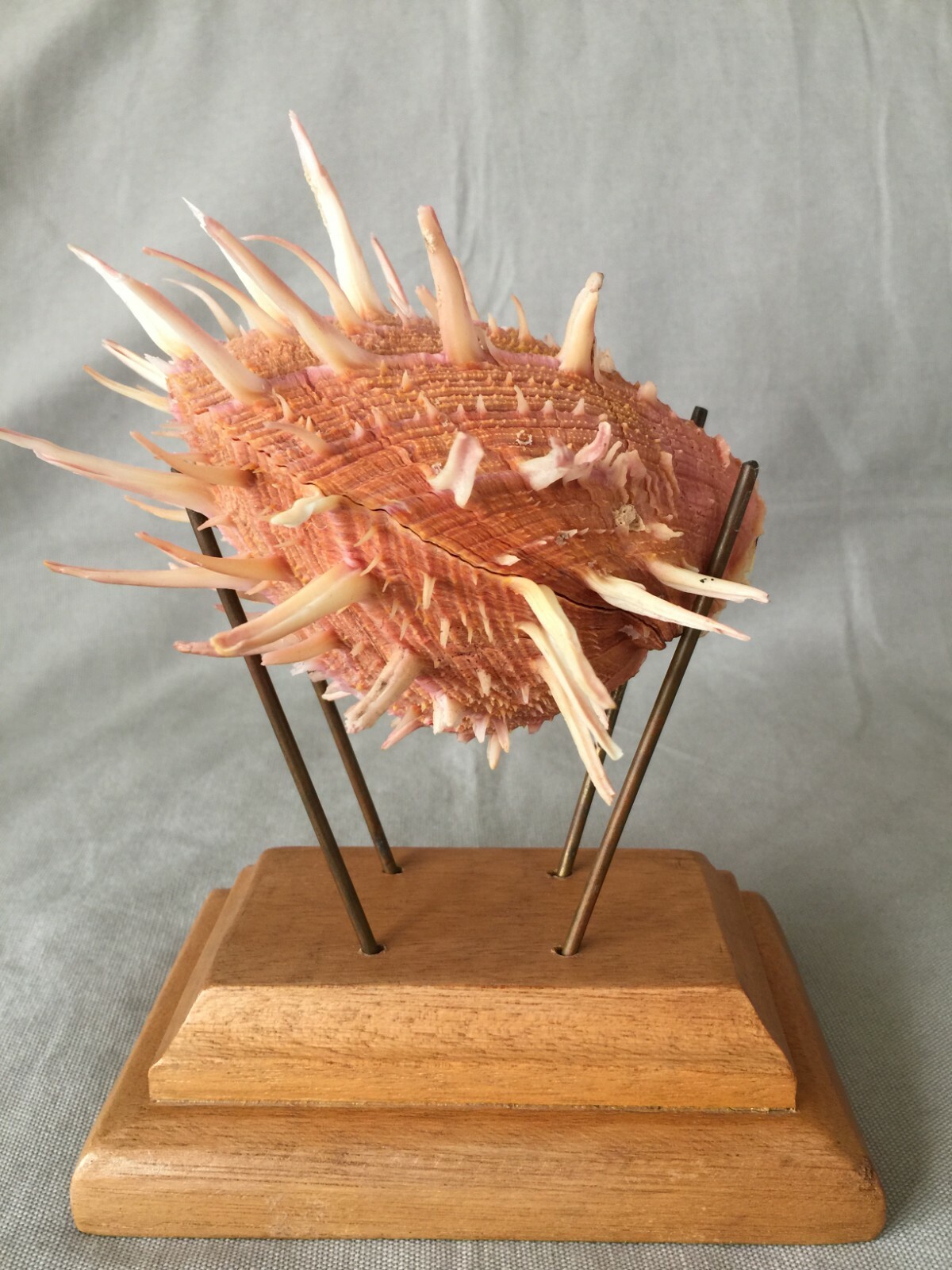 Thorny Oyster Seashell (Spondylus regius) 5"/127mm Long With Stand | eBay