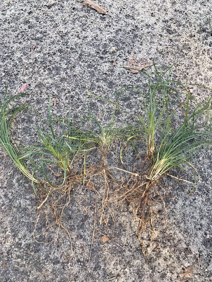 Mondo Grass 40 Plugs Pips Evergreen Ground Cover or Border Bare Root 6 ...