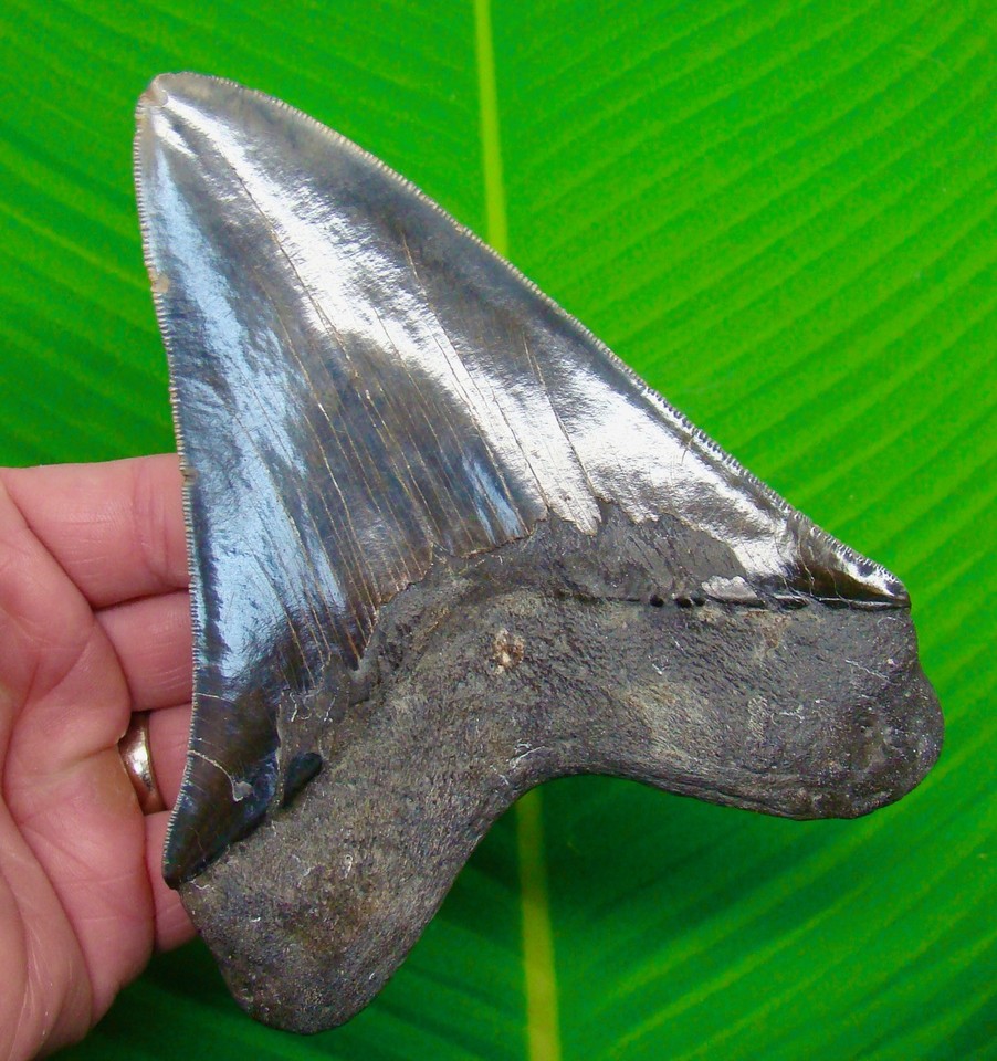 5.92” XL MEGALODON SHARK TOOTH Real Fossil - ULTRA SERRATED - NO ...