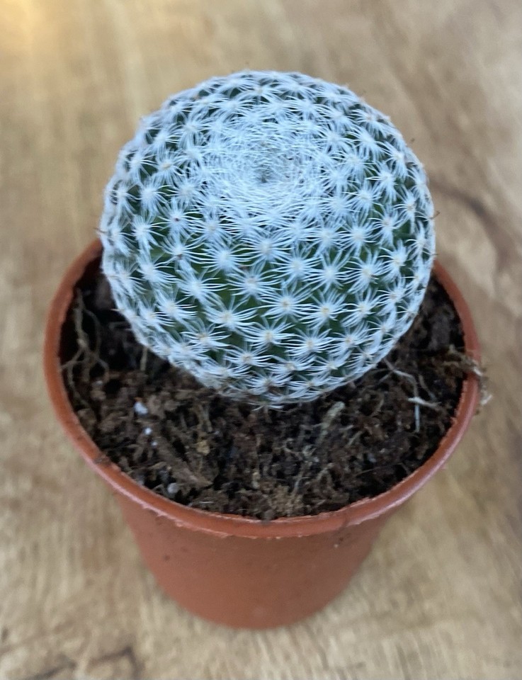 Mammillaria Microthele Superfina | Cactus Rare | 6cm Pot | Rooted | eBay UK