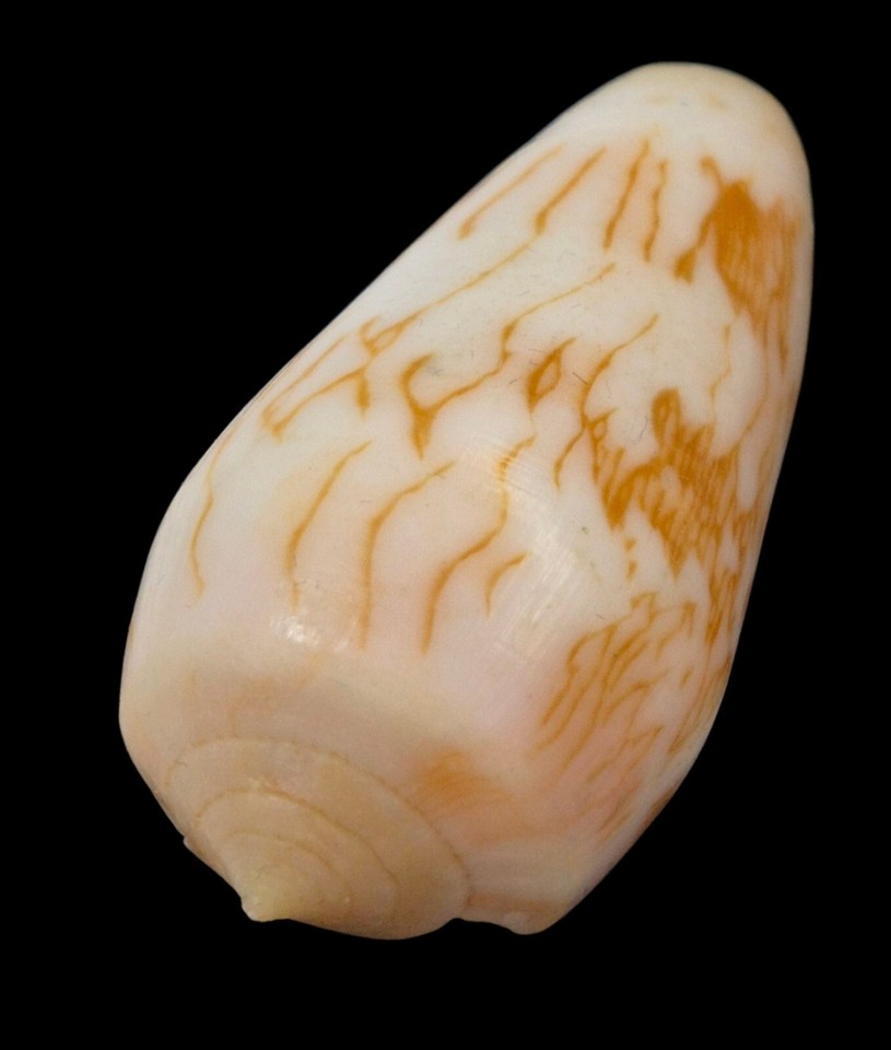 Shell CONUS JULII Reunion island 43,5 mm # SELDOM OFFERED | eBay