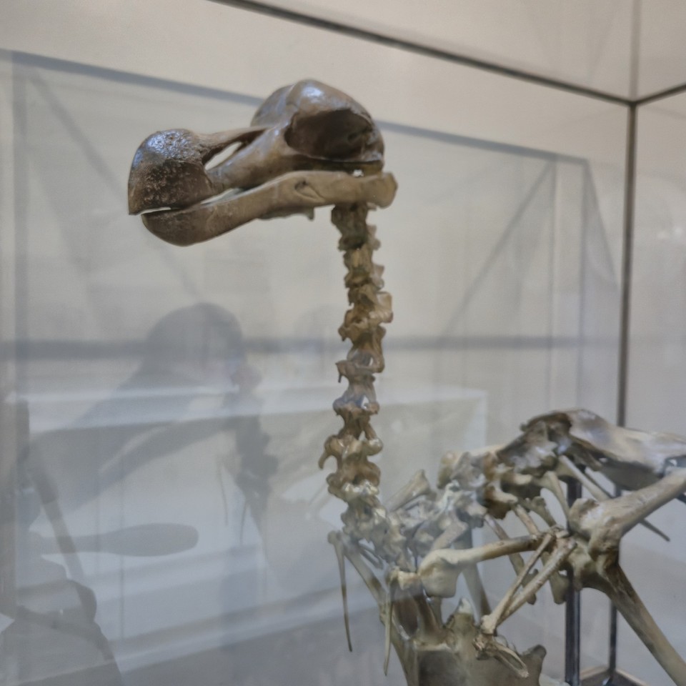 Replica Dodo Skeleton – Curiosity Cabinet Natural History Taxidermy ...