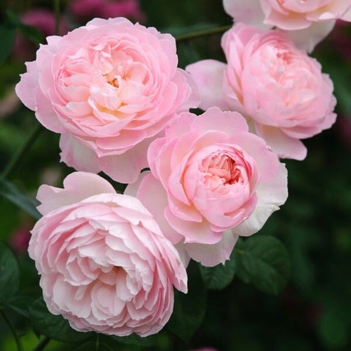 David Austin Rose Retired cuttings to root (3) | eBay