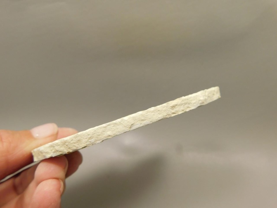 Fossil Fish Knightia Eocaena Small Fossil Lake Green River Wyoming #O4 ...