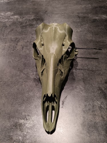 3 D Printed European White Tail Deer Skull | eBay
